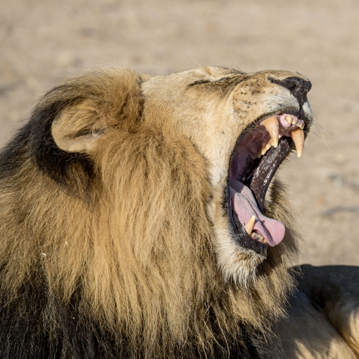 Manejar la ira – Instituto Budadharma